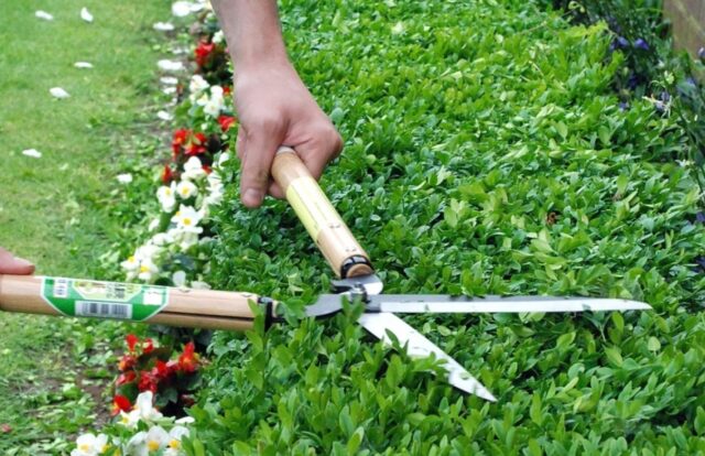 6 Essential Tools You Need For Bush Trimming - EDM Chicago