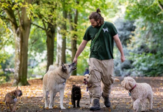 How to Find the Best Dog Walker in San Francisco - EDM Chicago