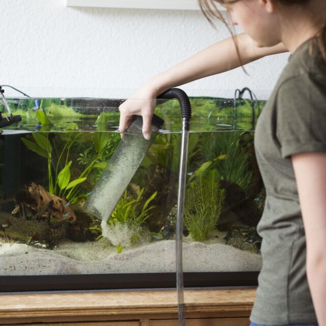 How to Choose the Right Size for Your Home Fish Tank - EDM Chicago