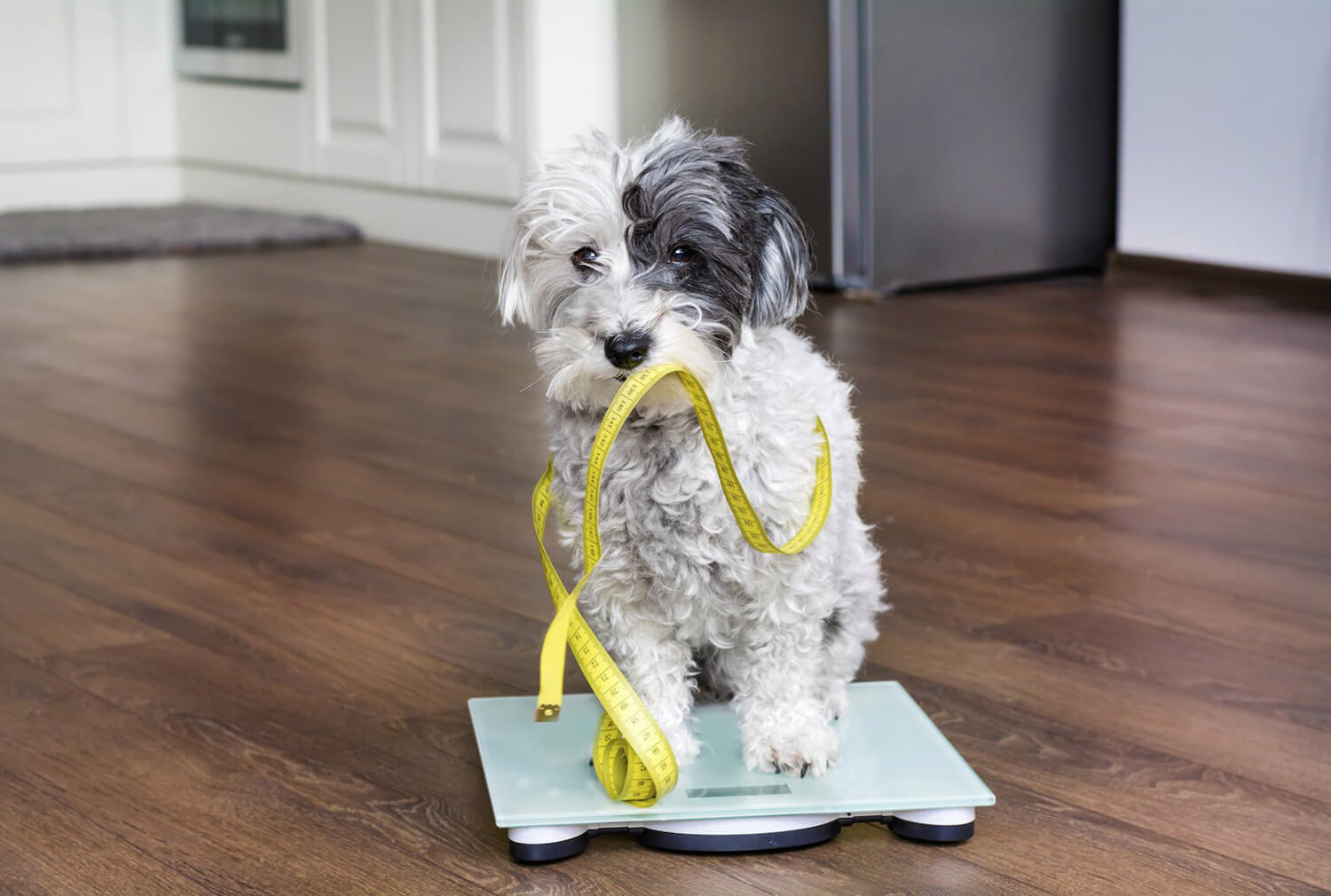 How to Properly Use Veterinary Scales for Animal Weighing - EDM Chicago