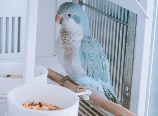 7 Things Every Pet Owner Should Know About Bird Boarding - EDM Chicago