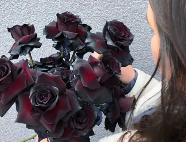 The Language of Roses: Symbolism and Meaning Behind Different Colors ...