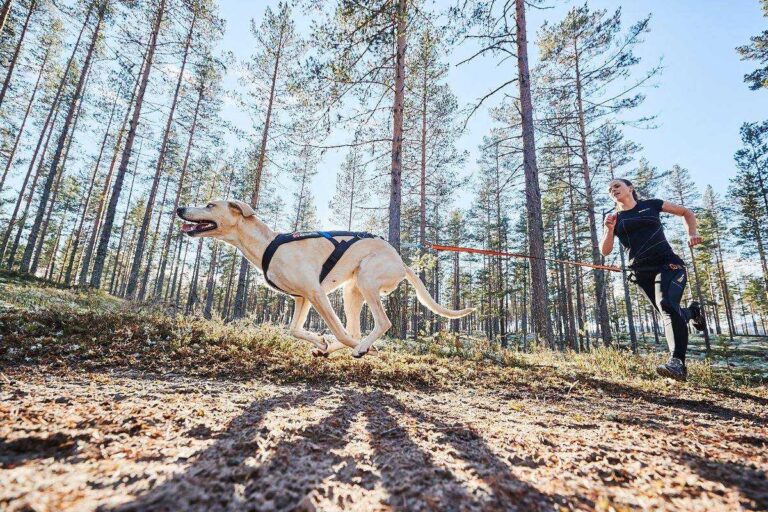 How to Properly Use and Adjust a Dog Harness Bundle: Tips and Tricks ...